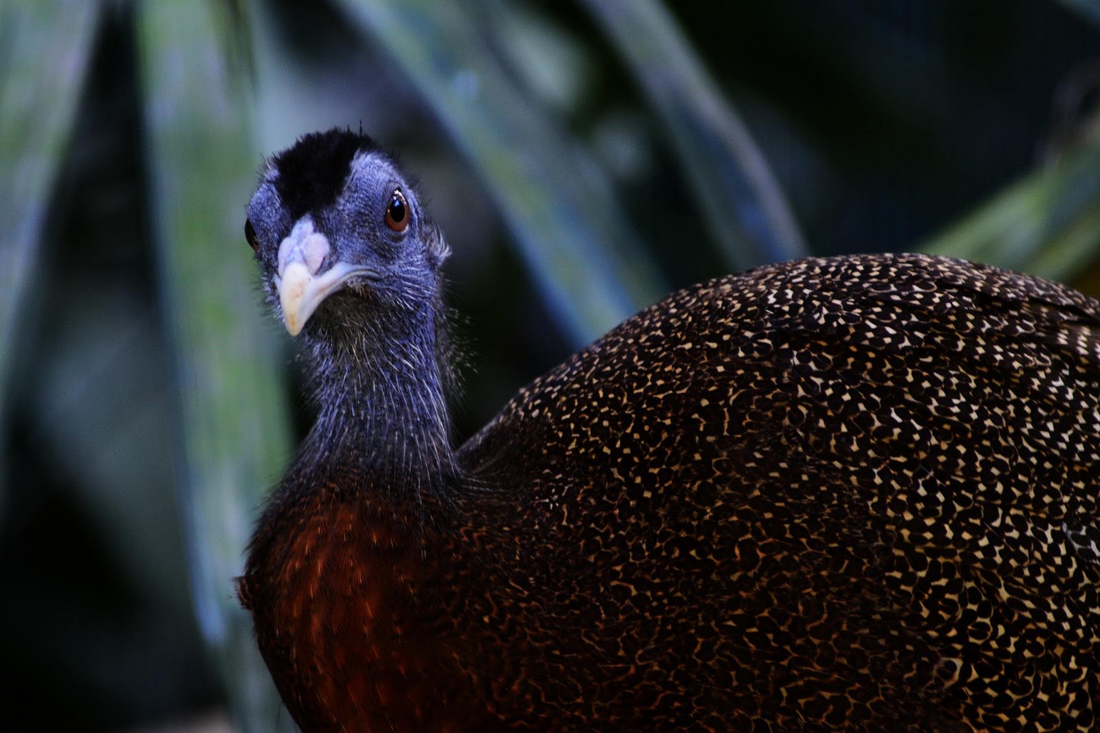 The Amazing Birds: Great Argus (青鸞), Argusianus argus