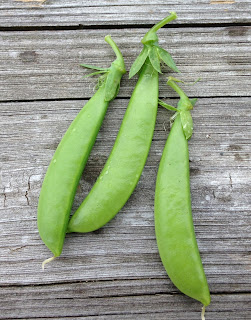 Strange Gardener: Peas, Peas, and Peas