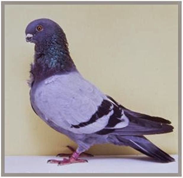 The Racing Pigeon HD wallpaper: Barbet of Liège pigeon