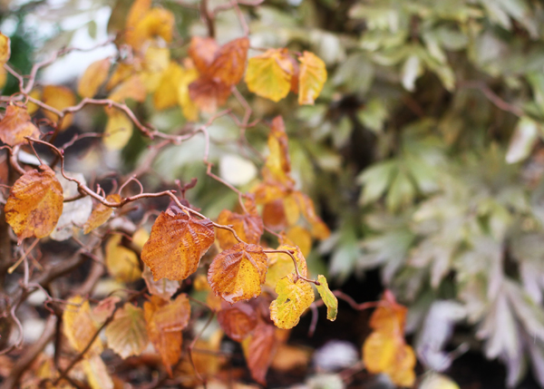 VW Garden: Royal Purple Smoke Tree Vs. Red Dragon Contorted Filbert