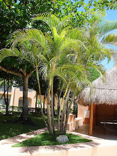 Fichas Botánicas: TEUCRIO (Teucrium fruticans)