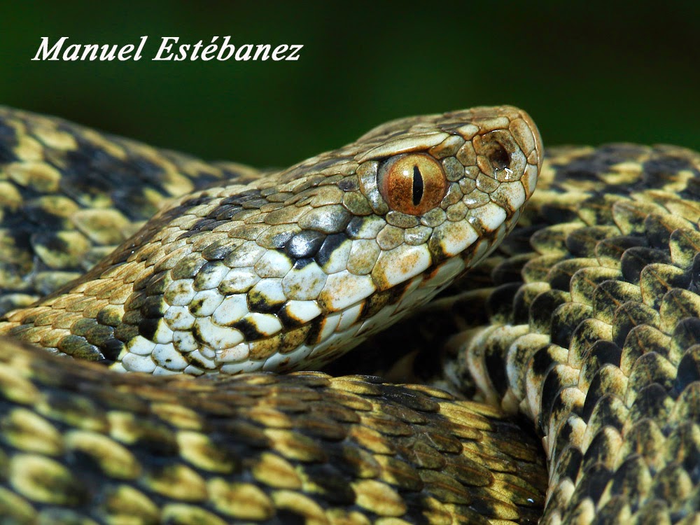 Miradas Cantábricas: Víbora de Seoane o cantábrica (Vipera seoanei ...