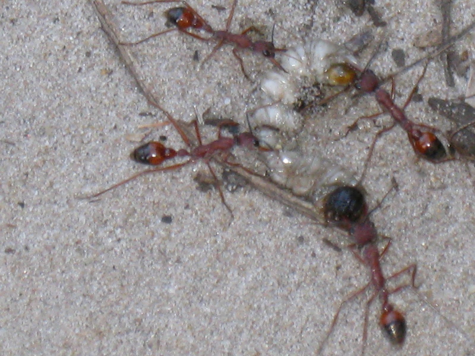Robin's Double Life: Bull ants working as a team: Phillip Island