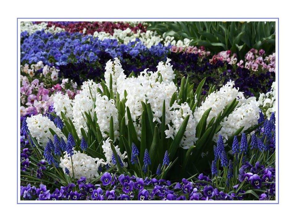 worldimage4u: beautiful flowers around the world