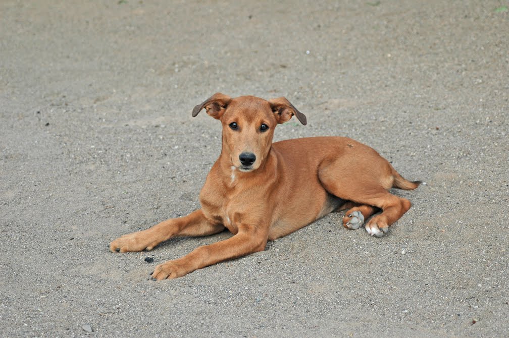 PhotographsByMe: newest addition: Bokkie