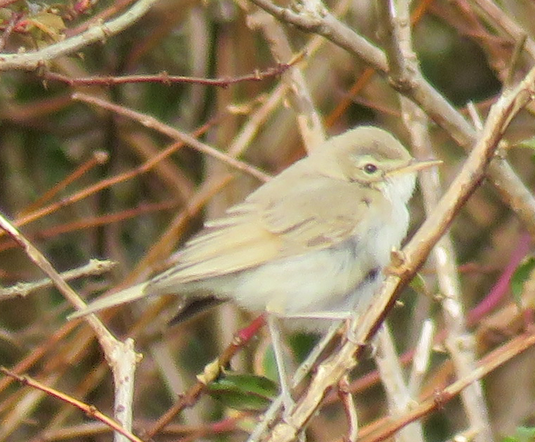 Kerry Birding: Booted Warbler, Bolus Head - First for Kerry