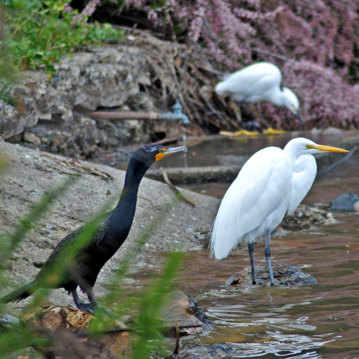 Adventures through Photography: Lake Merritt - A Mecca for Birders 3/6/16
