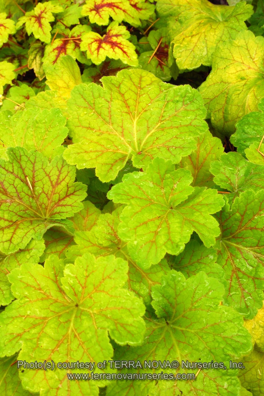 Heuchera Library: Heuchera 'Electra'