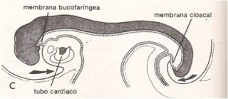 Embriología: marzo 2017