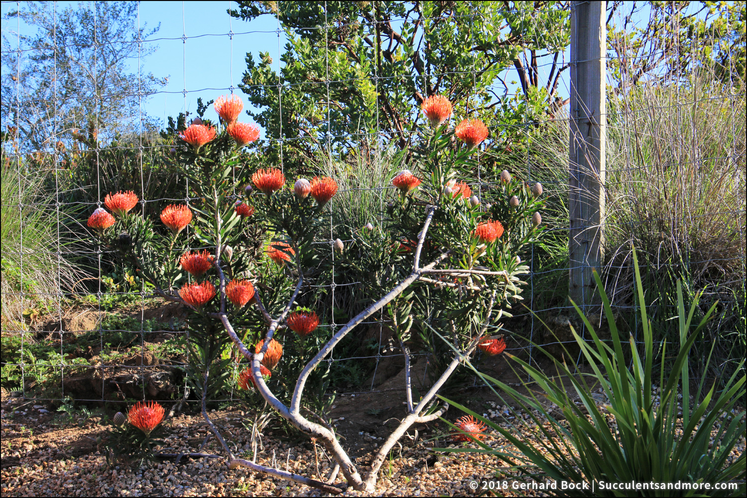 UC Santa Cruz Arboretum in late winter: South African Garden