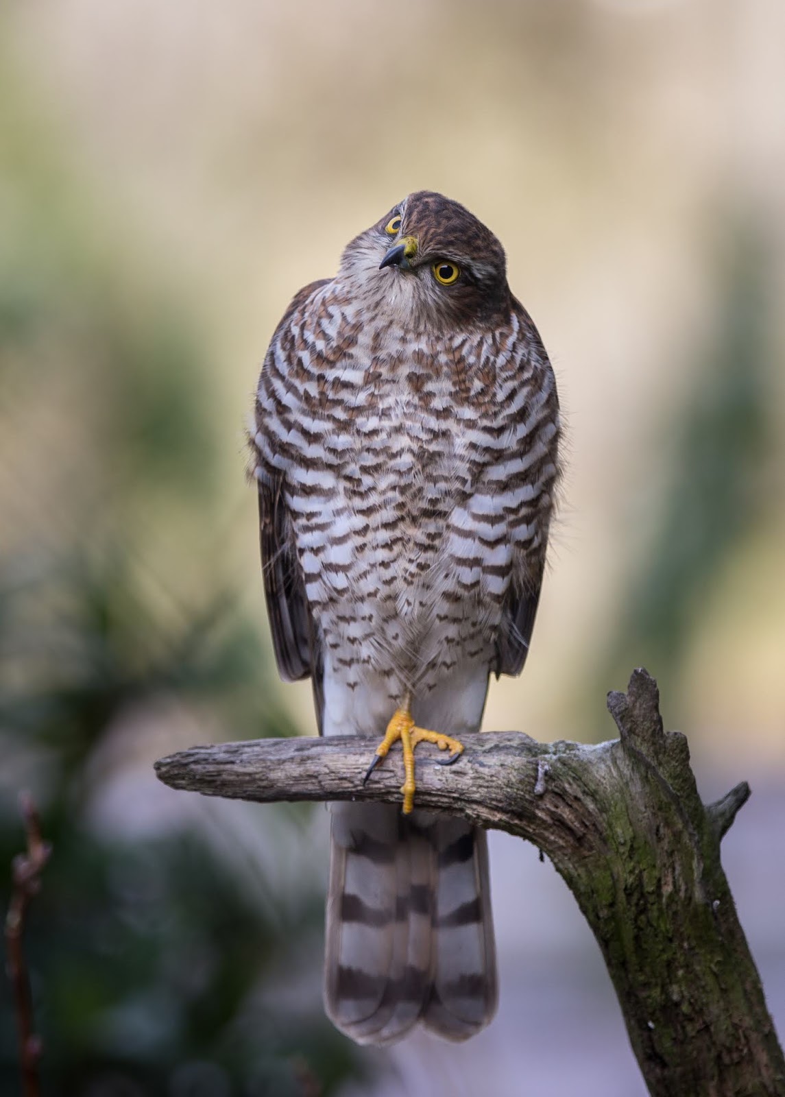 TrogTrogBlog: Shooting sparrowhawks