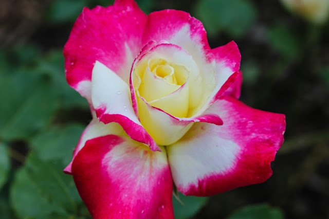 Garden State Roses: Gorgeous Goot Garden