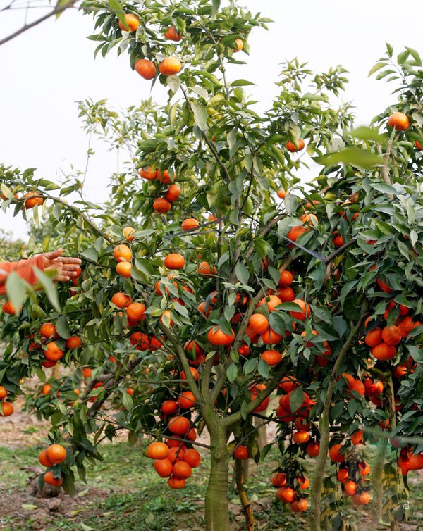 CAM CANH ĐẮC SỞ | PHẬT THỦ - CAM CANH ĐẮC SỞ