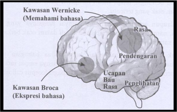 Ding Dang : Disleksia dan otak kita (part 1)