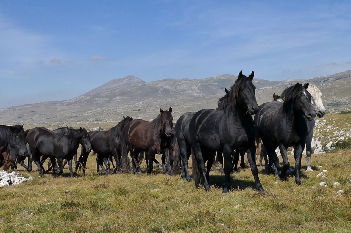 spagosmail: Divlji konji sa planine Cincar