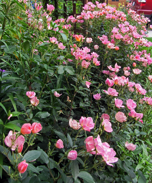 Gatsbys Gardens: Jun 3, 2012