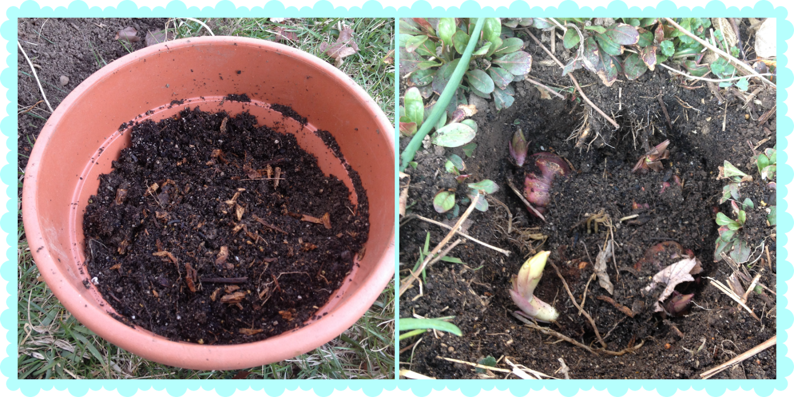 The Green Gardener: How 2's: lilies