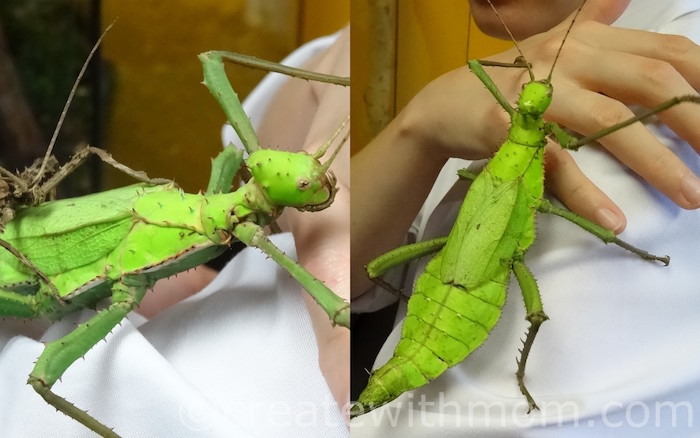 Create With Mom: The Entomica Insectarium in Sault Ste. Marie