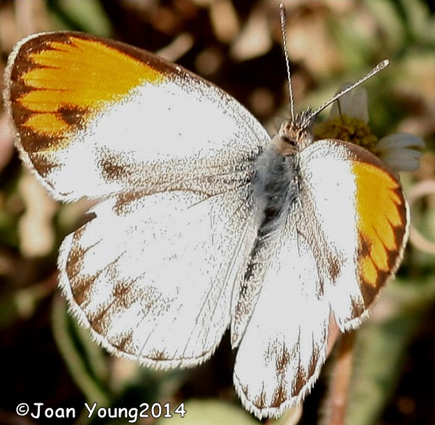 South African Photographs