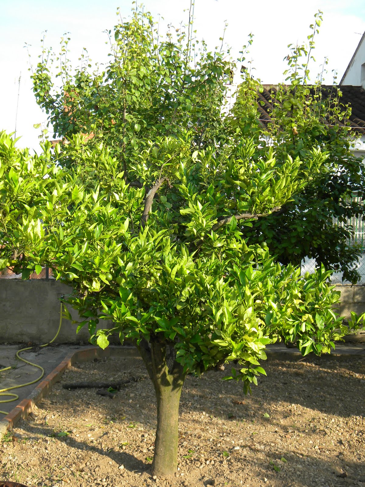 El Huerto de Tatay: Poda de Citricos