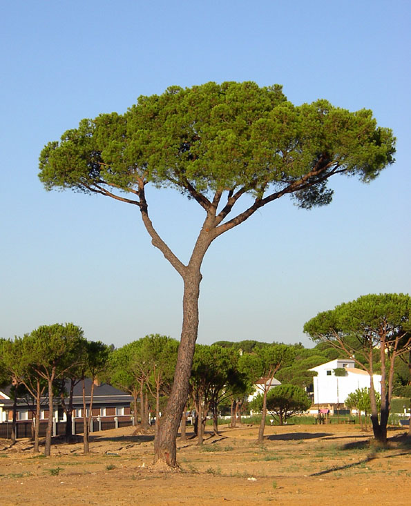 Plant Materials & Usage: Plant List #1 Italian Stone Pine, Pinus pinea