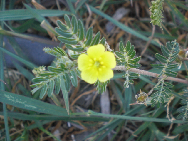 Perfumes y luces de Extremadura: Abrojo. Tribulus terrestris.