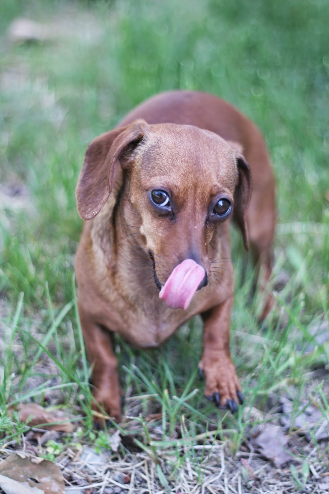 Veronica Franklin Photography