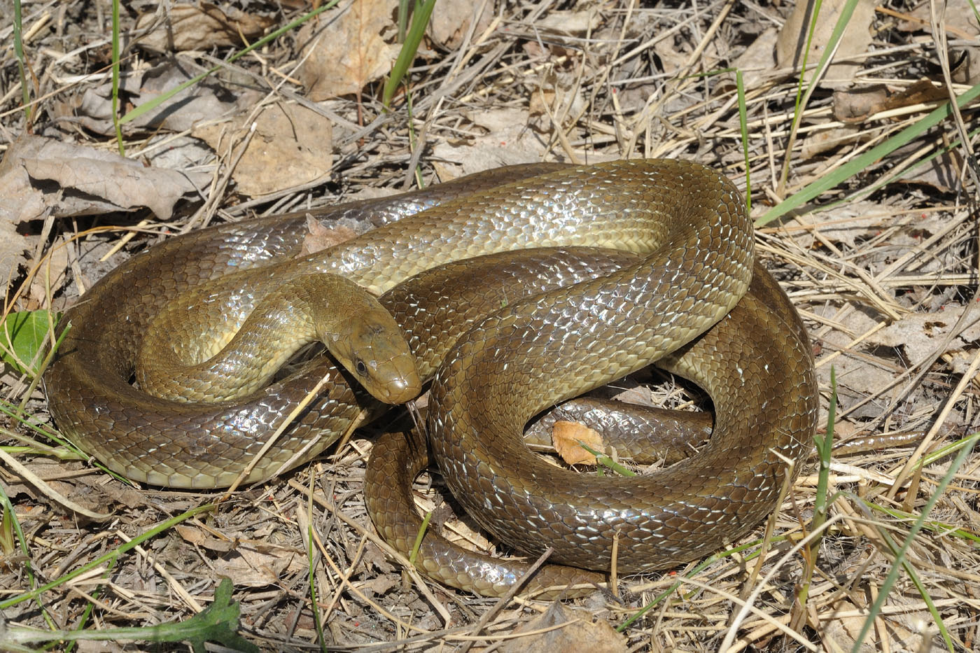 jardin de la sauvagine 2: Couleuvre Esculape du Valais (Suisse), vue ...