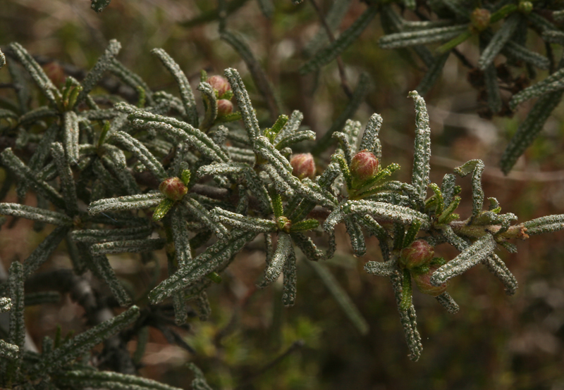 Flora de Baja California: CHAPARRAL