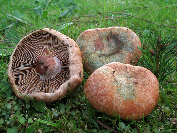 Setas y hongos: Níscalo vinoso - Lactarius vinosus