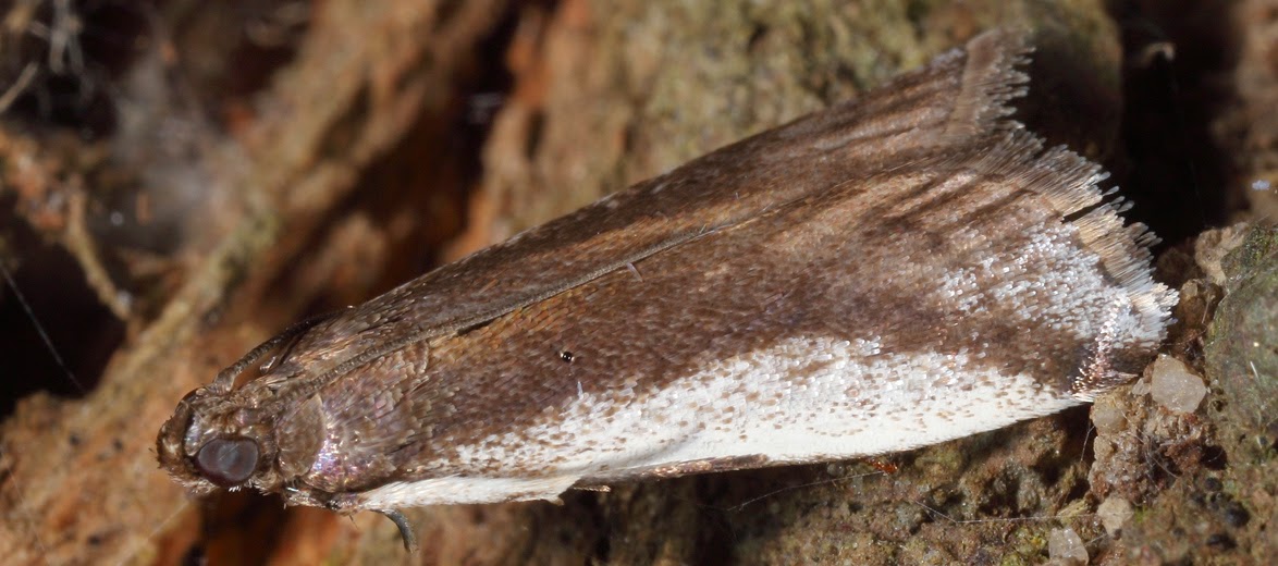 BunyipCo: October 2014