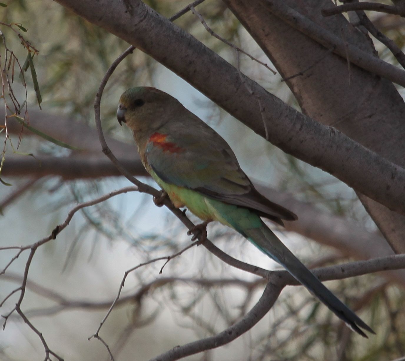 Richard Waring's Birds of Australia: Budgies, Parrots, Cockies ...