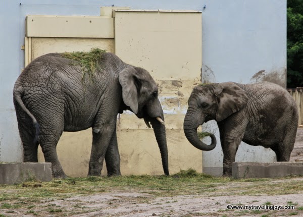 A Photo Day at the Warsaw Zoo ~ My Traveling Joys