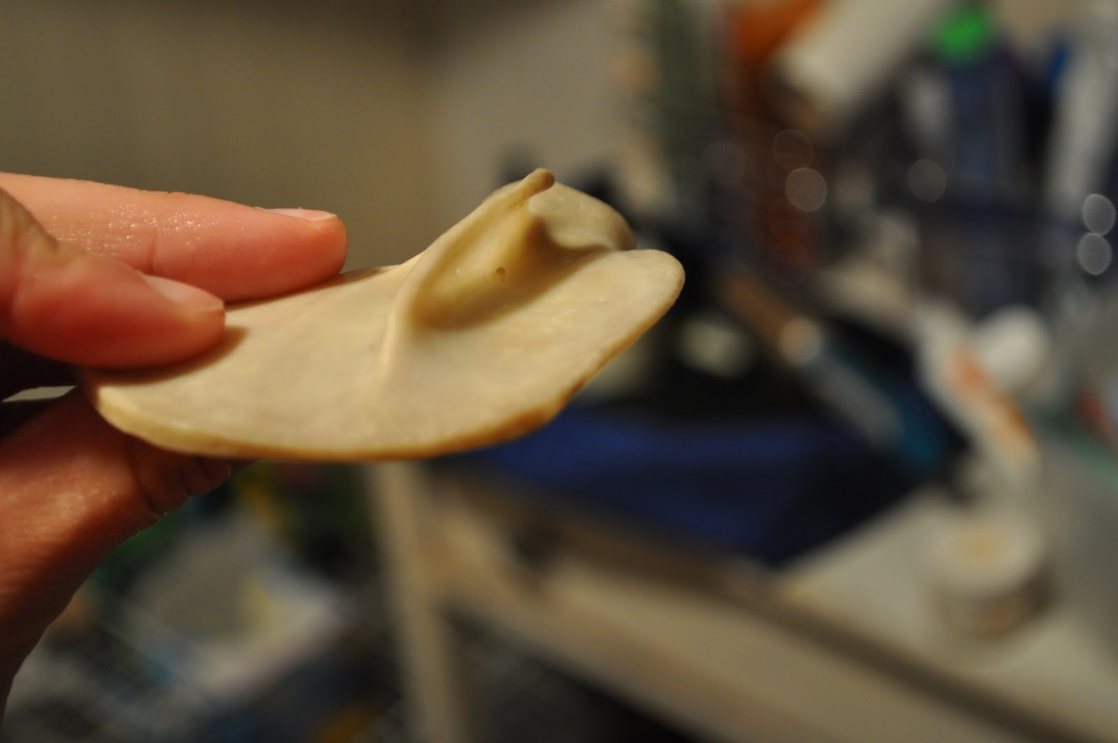 Marine Biology on Three Seas: Mystery bone