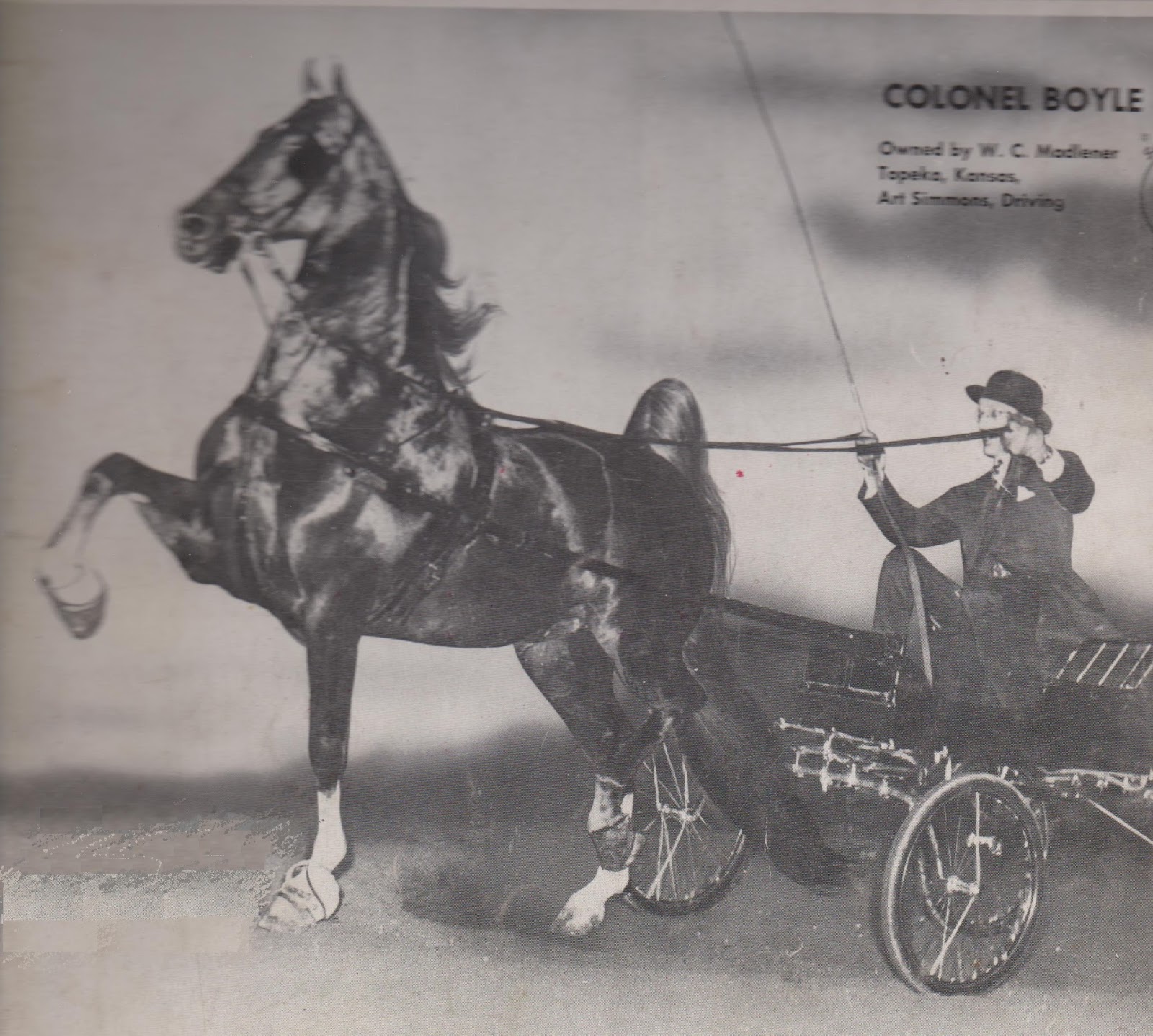 The American Saddlebred: 9/5/14 Kalarama Rex and his stallion sons