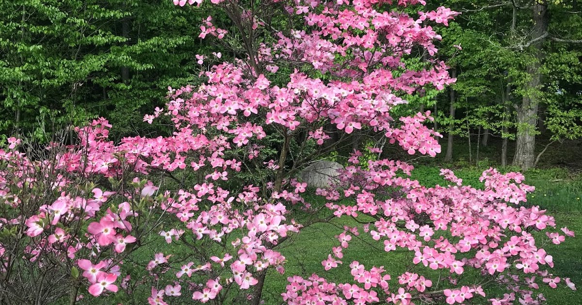 A Bob's Life: Back into Spring