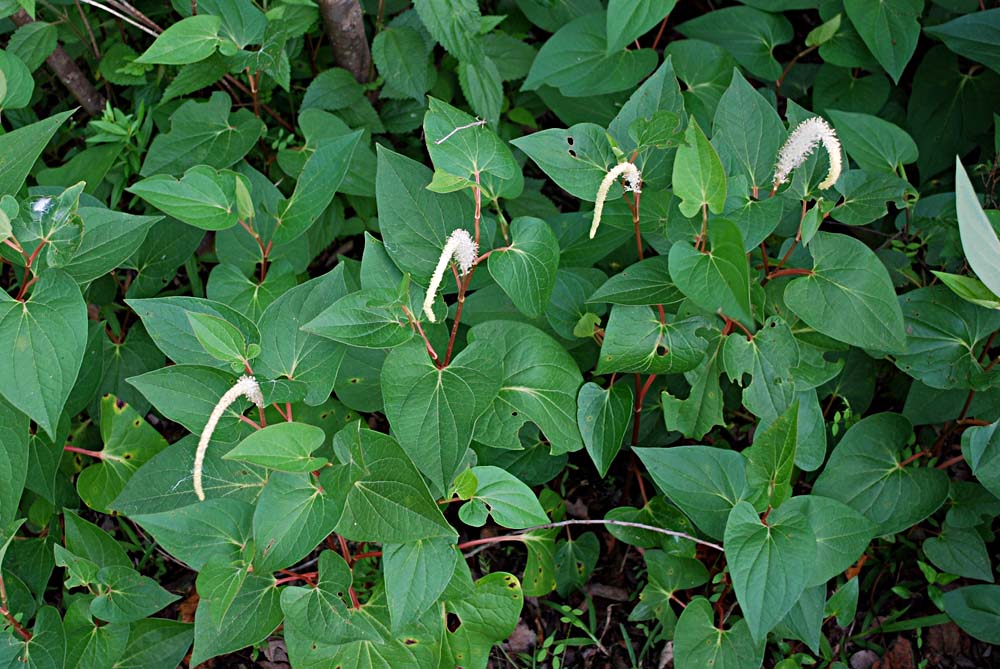 Space Coast Wildflowers: Enchanted Forest, February 22, 2012