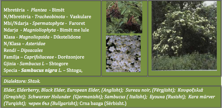 BOTA BUJQËSORE : Shtogu (Sambucus nigra L.)