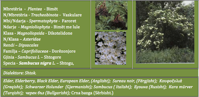 BOTA BUJQËSORE : Shtogu (Sambucus nigra L.)