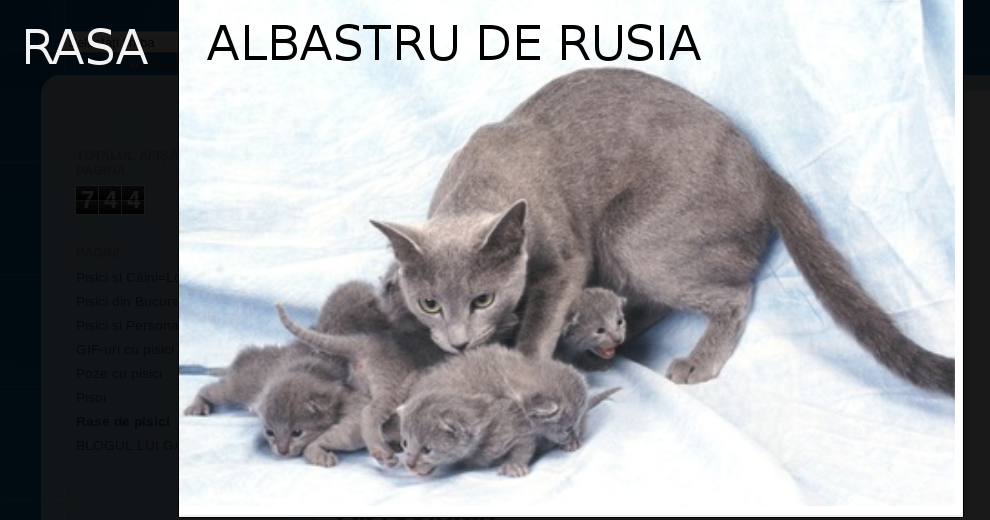 LUMEA PISICEASCĂ: RASE DE PISICI / CAT BREEDS