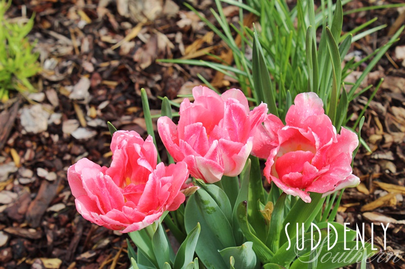 Suddenly Southern : My Favorite Spring Blooming Flower Bulbs...