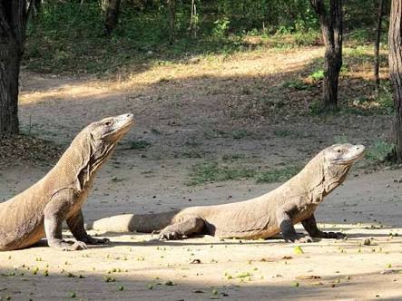 25 Fakta Unik dan Menarik tentang Komodo