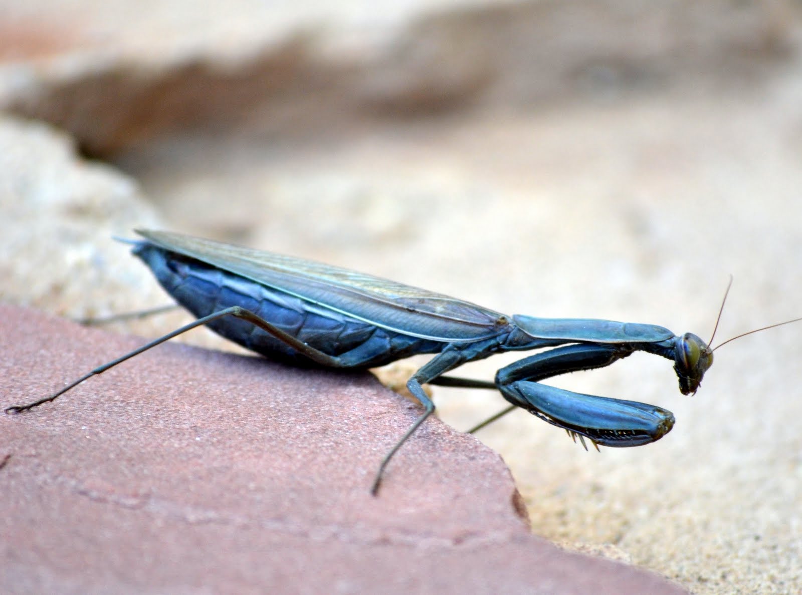 BIOMONCAYO: Mantis religiosa (Hembra)