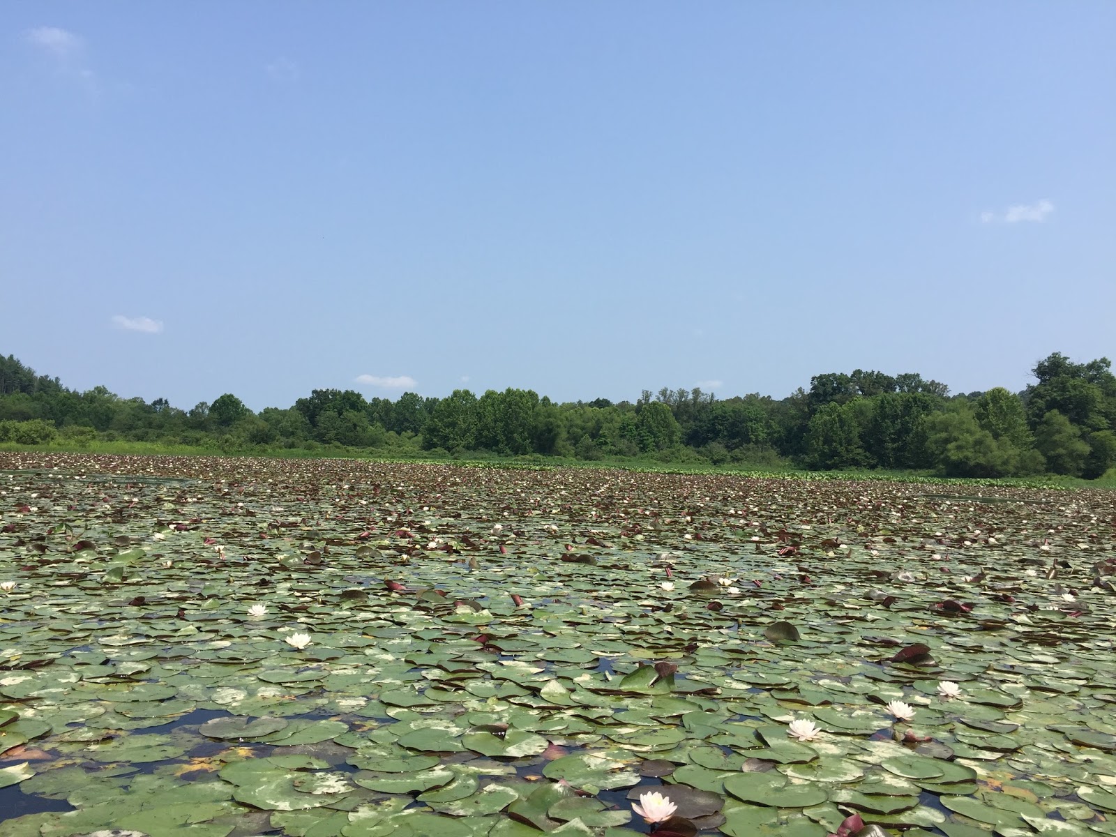 Kayaking Across Ohio: Lake Rupert: Damselflies' Playground