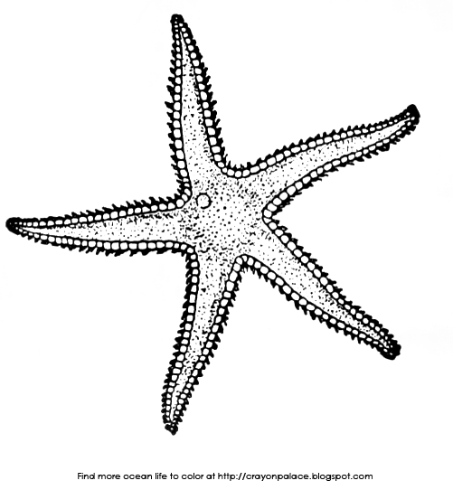 Crayon Palace: Color a Simple Starfish