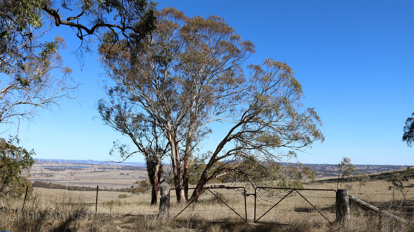 thoughts & happenings: North of Barraba NSW