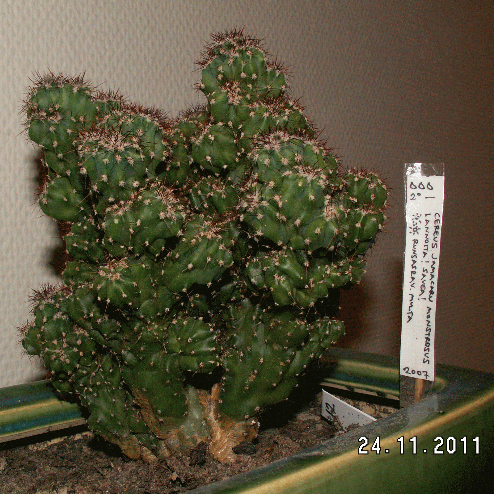 Kaktukset: Cereus hildmannianus monstrosus ja Cereus jamacaru monstrosus