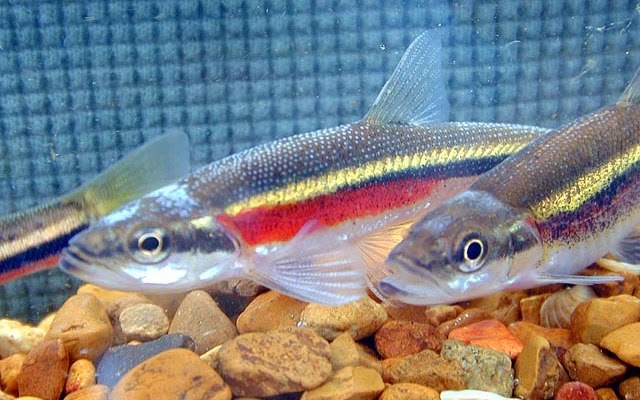 Finatics Tropical Fish : A US native fish tank?