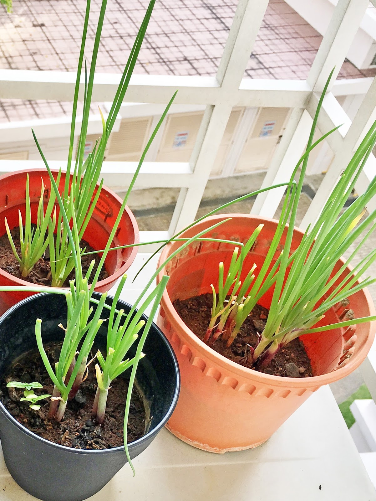 Grow your own plants - Spring Onions (Cilantro)
