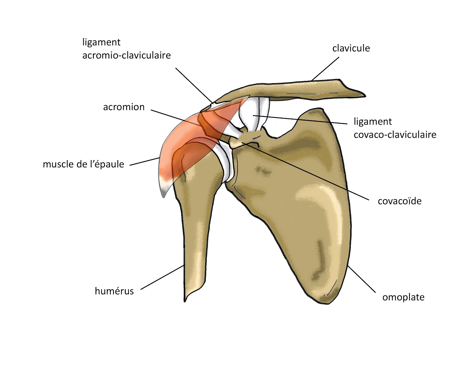 Blog 75: Infos santé : Sport et Santé-Entorse de l’épaule